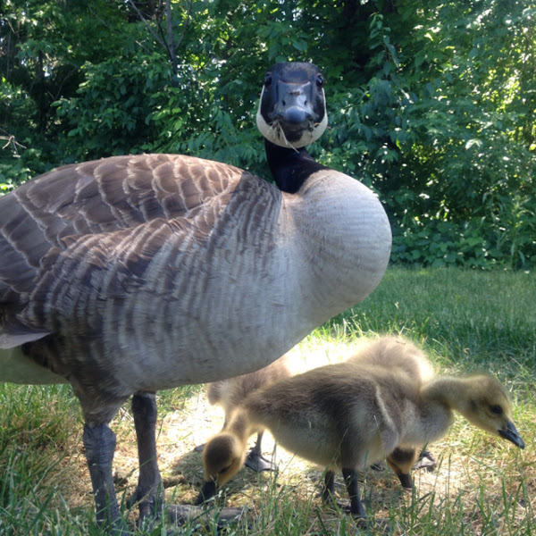 Canada Goose | Project Noah