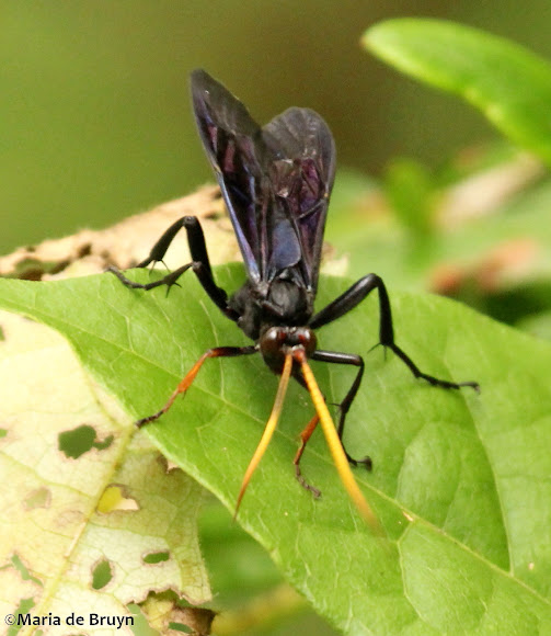 Ichneumon wasp | Project Noah