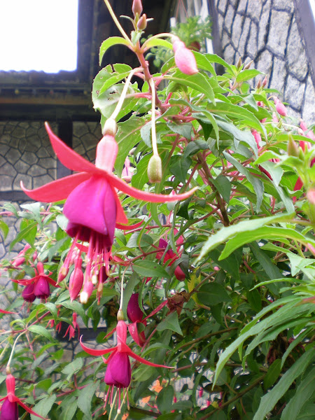 Fuchsia | Project Noah