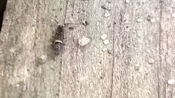 Springtail | Project Noah