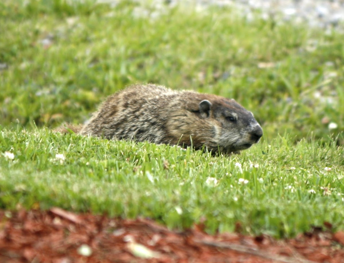 Groundhog | Project Noah