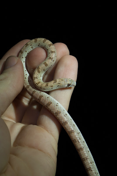 Spotted Leaf-nosed Snake | Project Noah