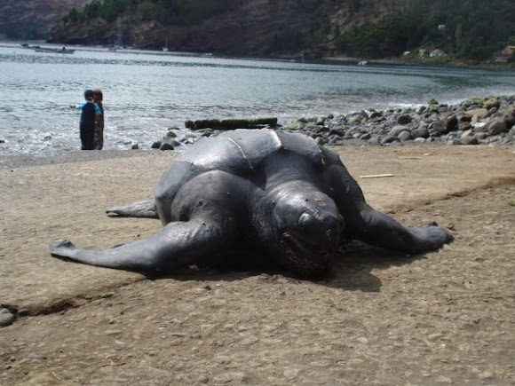 Leatherback Sea Turtle, Tortuga Laúd | Project Noah
