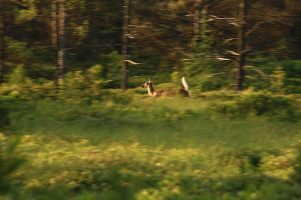 Whitetail Deer | Project Noah