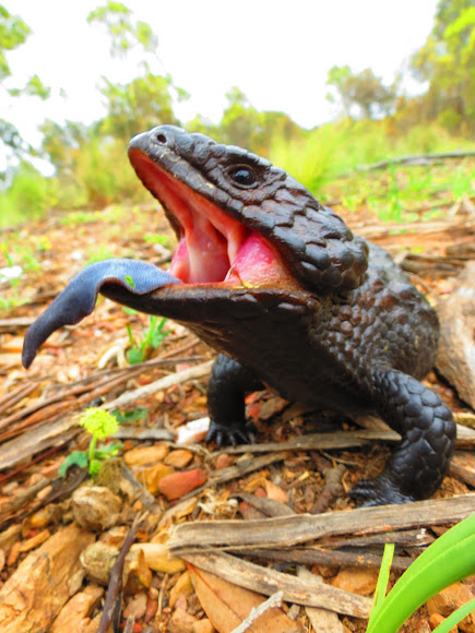 Shingleback Lizard | Project Noah