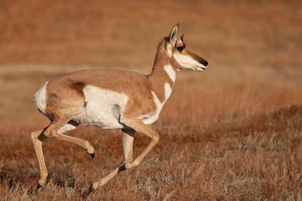 Pronghorn | Project Noah