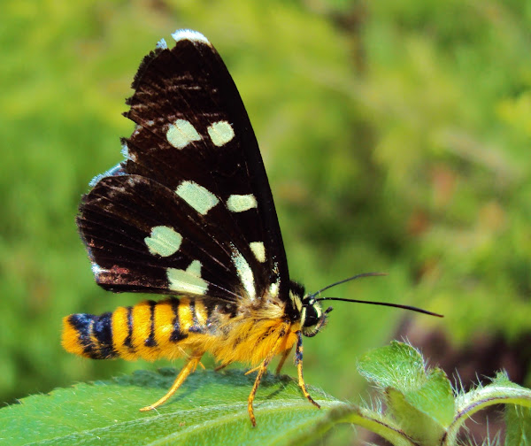 Day-flying Moth | Project Noah