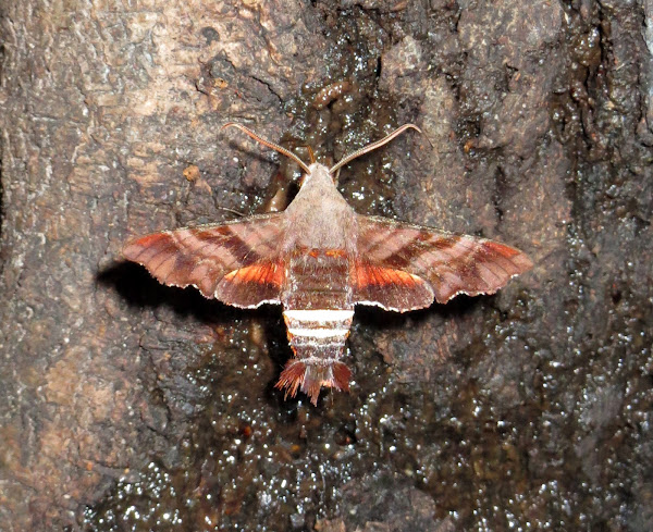 The Nessus Sphinx | Project Noah