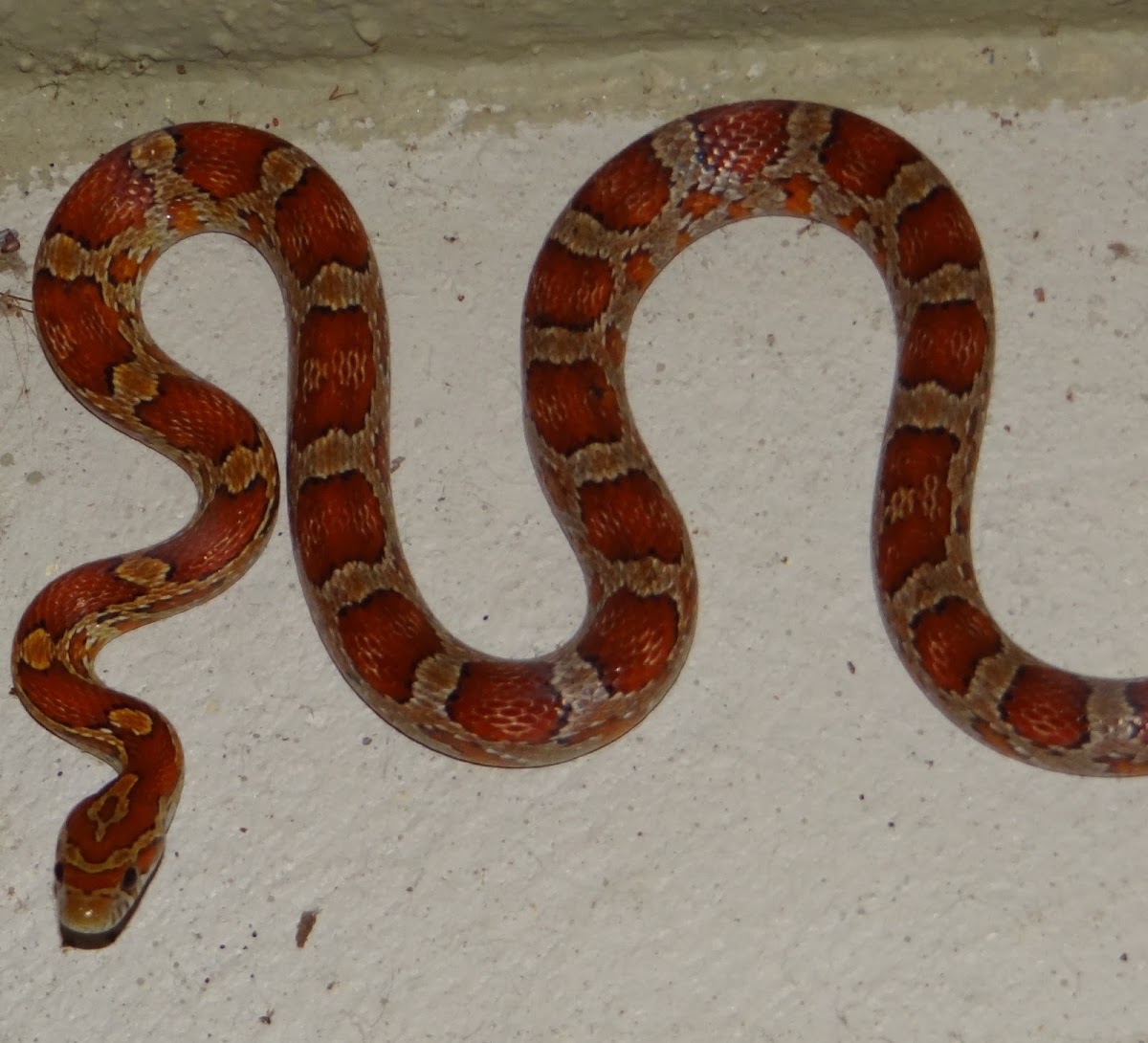 Red Rat Snake | Project Noah