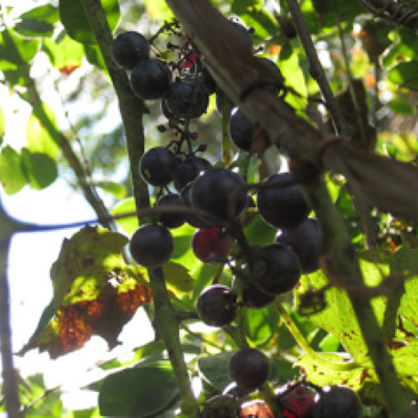 Concord grapes, wild grapes | Project Noah