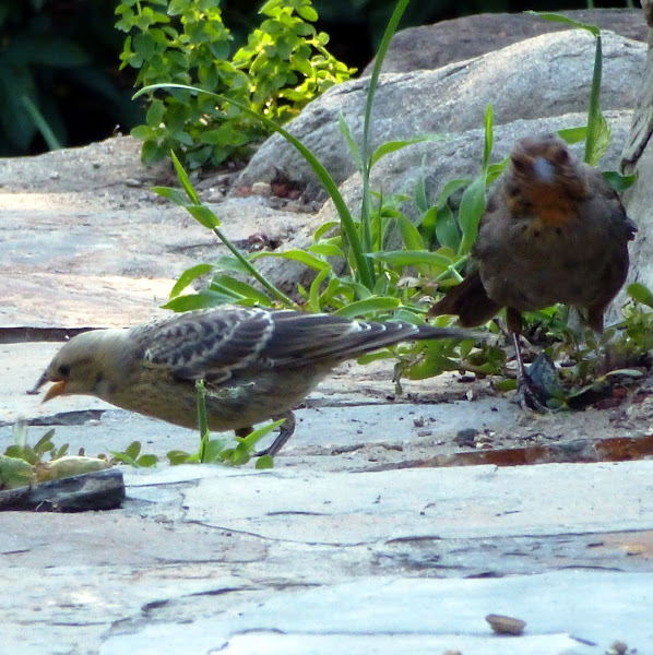 California Towhee raising a Brown Headed Cowbird | Project Noah