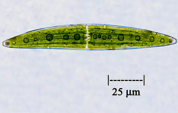 Desmid | Project Noah