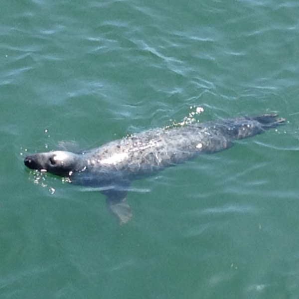 Grey Seal | Project Noah