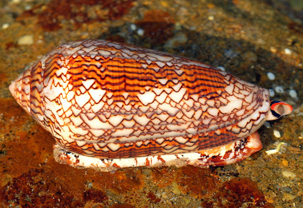 Textile Cone Shell | Project Noah