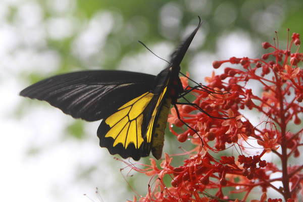 Southern Bird Wing (Male) | Project Noah
