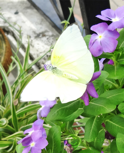 Lemon Emigrant | Project Noah