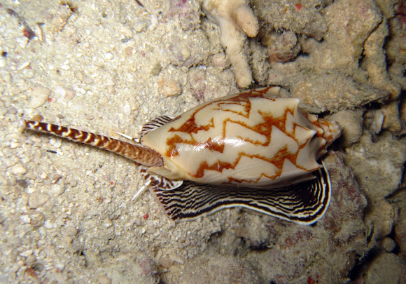 Volute Shell | Project Noah