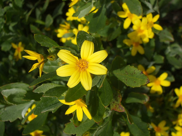 Boneseed | Project Noah