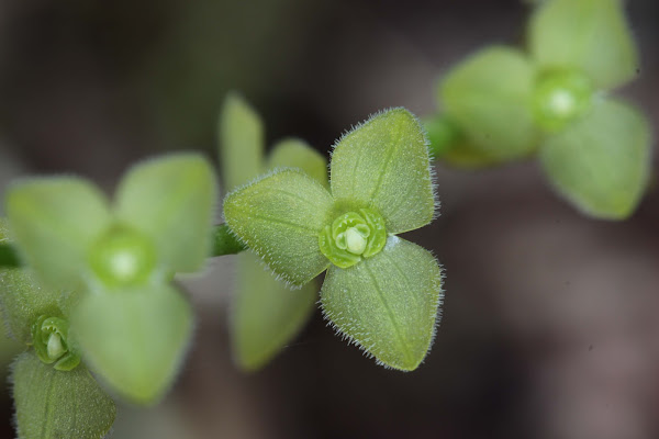 Stelis orchid | Project Noah