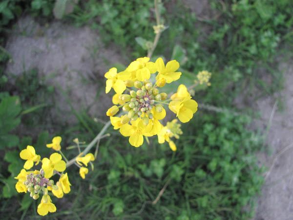 Mustard plant | Project Noah