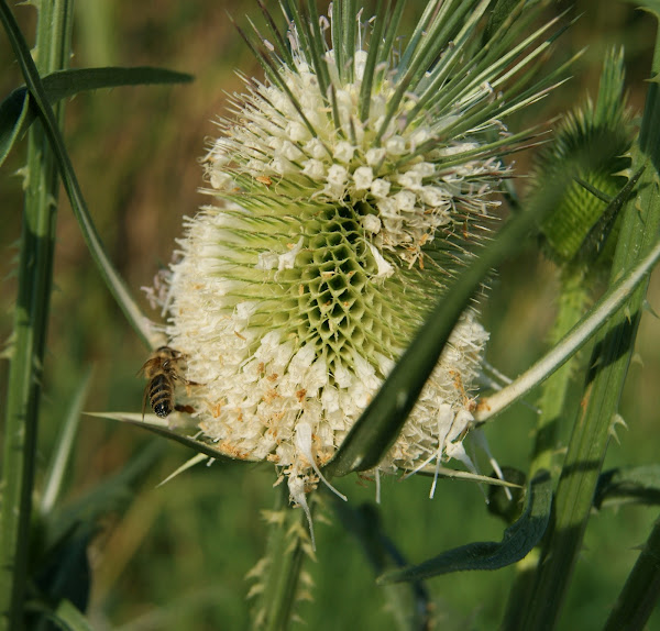 Cutleaf Teasel | Project Noah