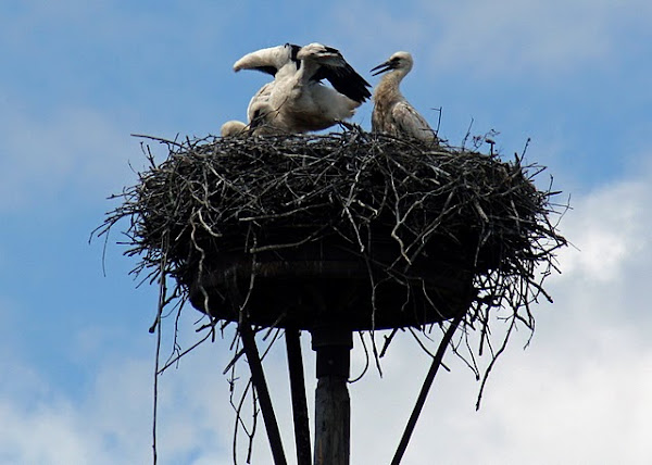 White Stork | Project Noah