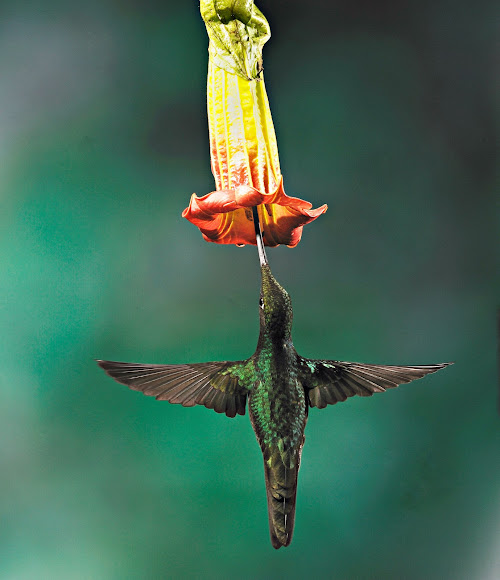 swordbill hummingbird | Project Noah