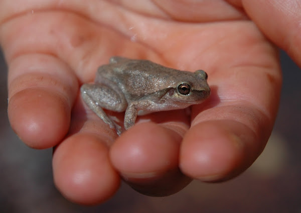 Desert tree frog | Project Noah
