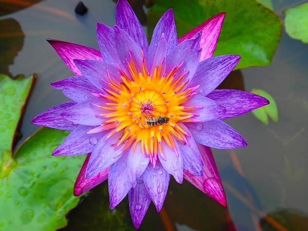 Drone Fly | Project Noah