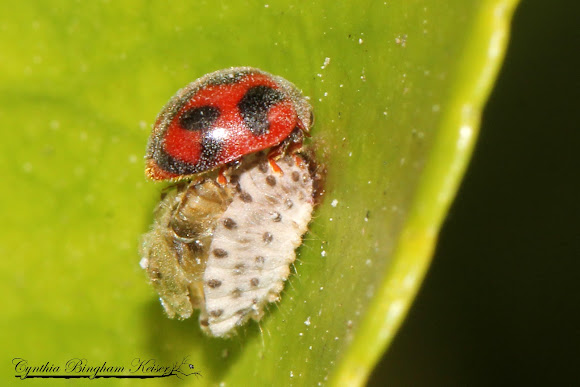 Vedalia Lady Beetle (eclosing) | Project Noah