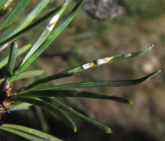 Pine Needle Scale | Project Noah