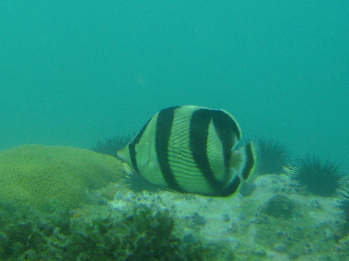Banded butterflyfish | Project Noah
