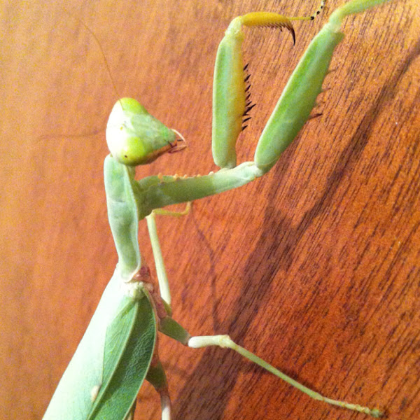 Chinese giant mantis | Project Noah