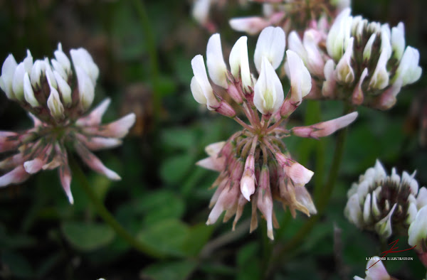 unknown Clover | Project Noah