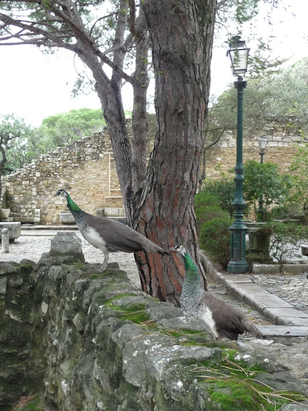 Blue Peafowl | Project Noah