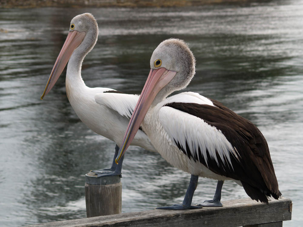 Australian Pelican | Project Noah
