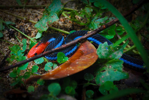 Blue Malaysian Coral Snake | Project Noah