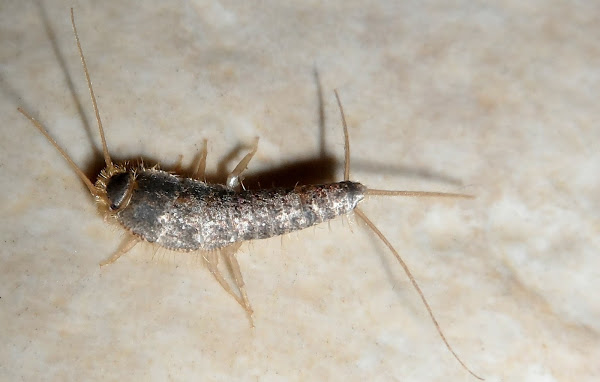 Fishmoth | Project Noah