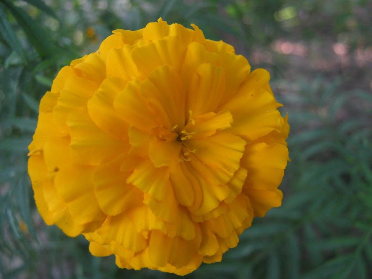 MARIGOLD | Project Noah