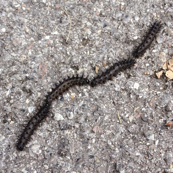 Silvery Checkerspot Caterpillars | Project Noah