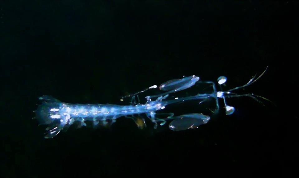 Mantis Shrimp - Larvae stage | Project Noah