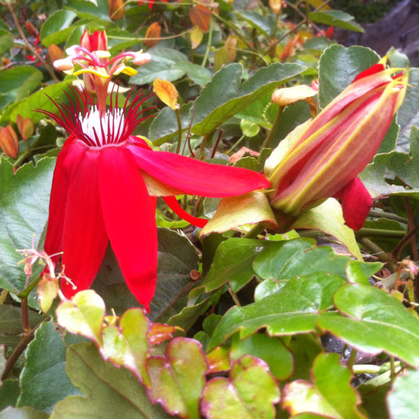 Crimson Passionflower | Project Noah