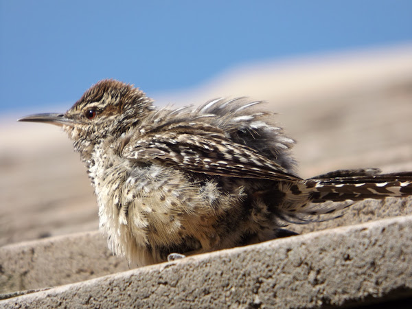 Cactus Wren | Project Noah