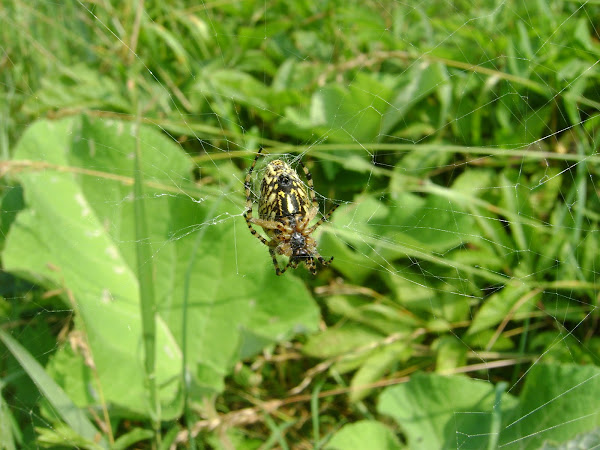 Oak Spider | Project Noah