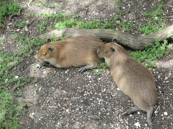 Capybara | Project Noah