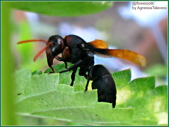 Black Potter Wasp