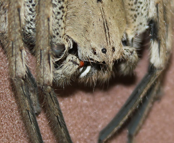 Rain Spider | Project Noah