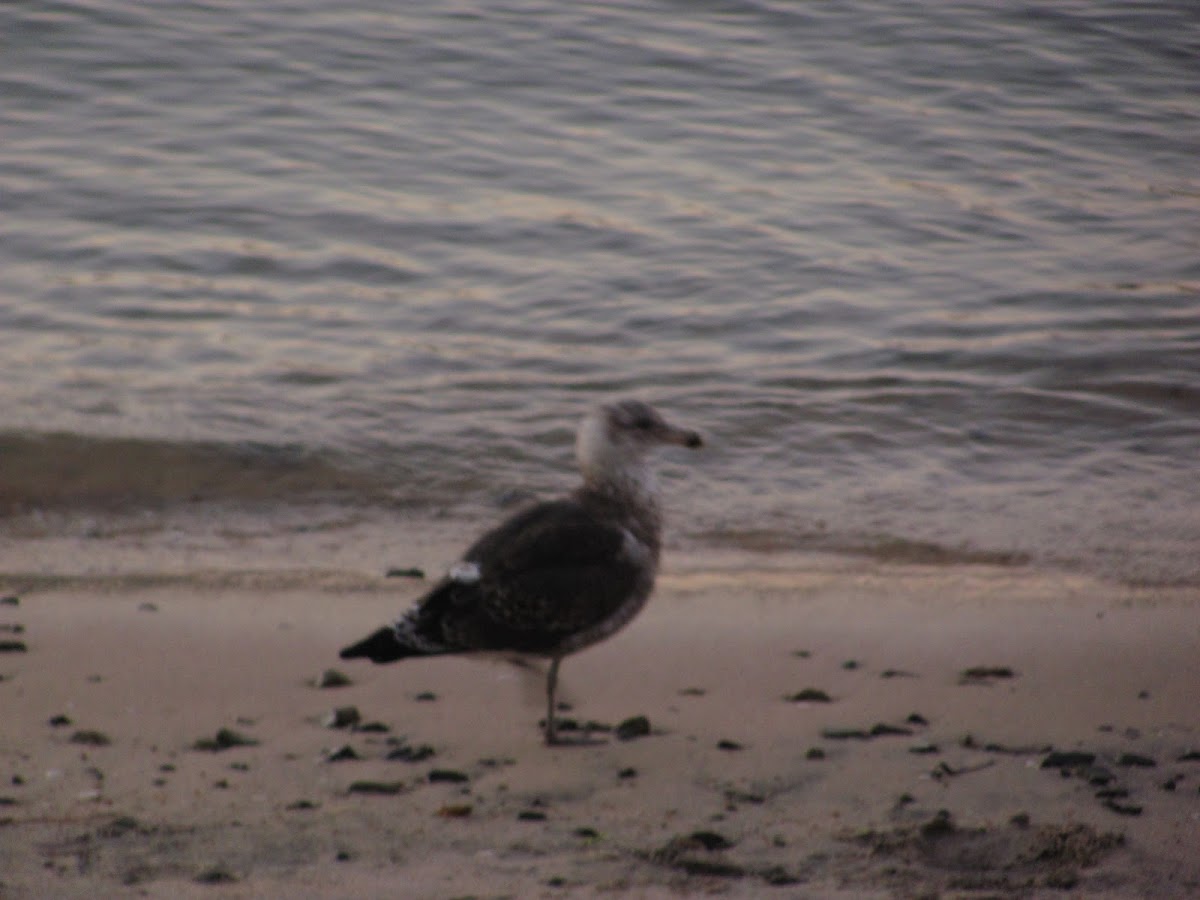 Kelp Gull (Karoro) | Project Noah
