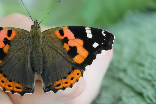 Red Admiral Live Cycle | Project Noah