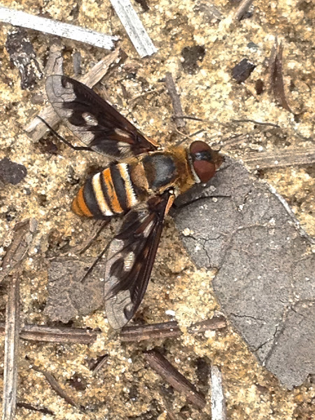 Lesser Bee Fly | Project Noah